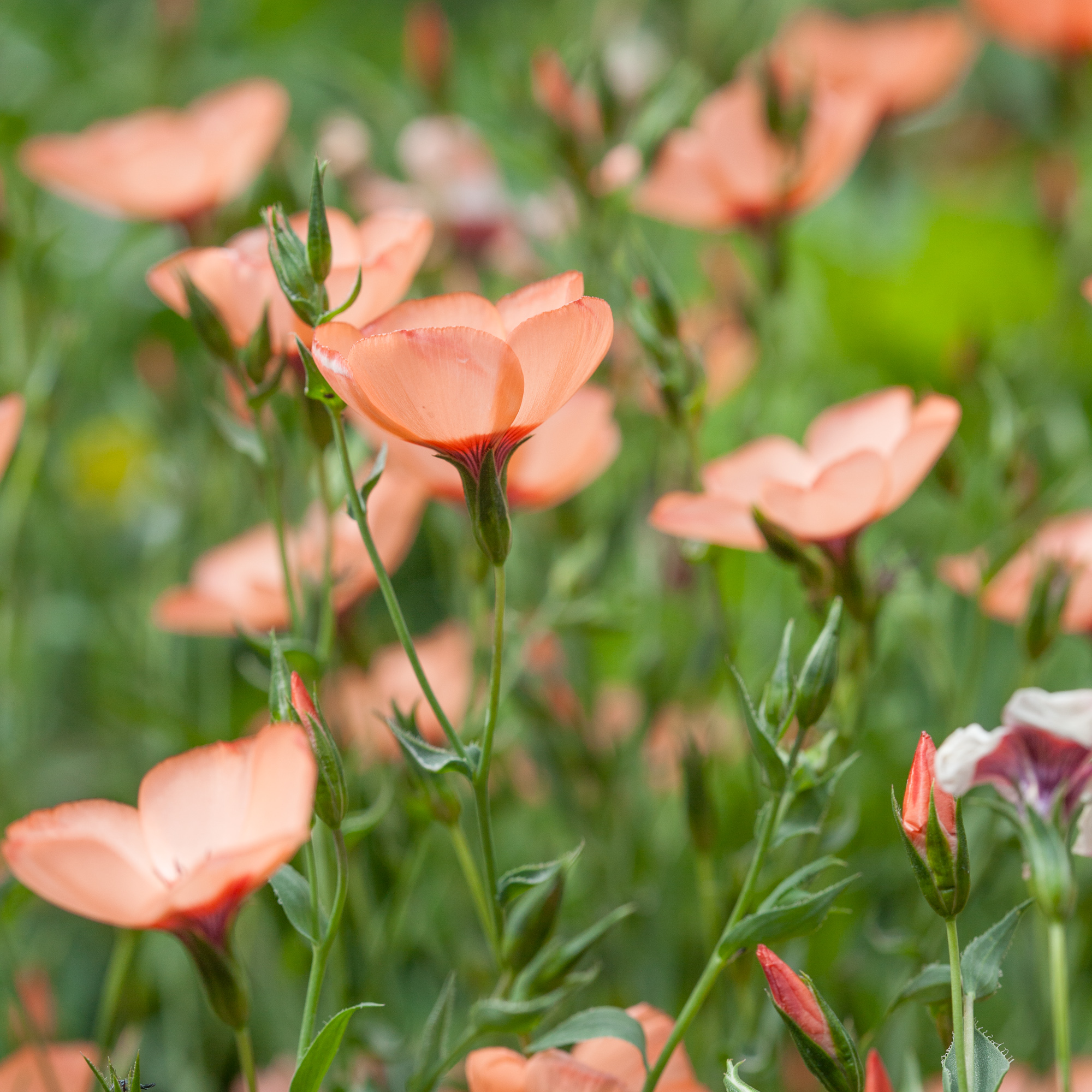 Rødlin 'Salmon' - Linum grandiflorum - Garden Living