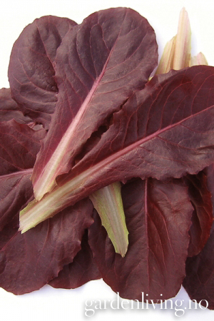 Bladsalat 'Red Cos' - Lactuca - Garden Living