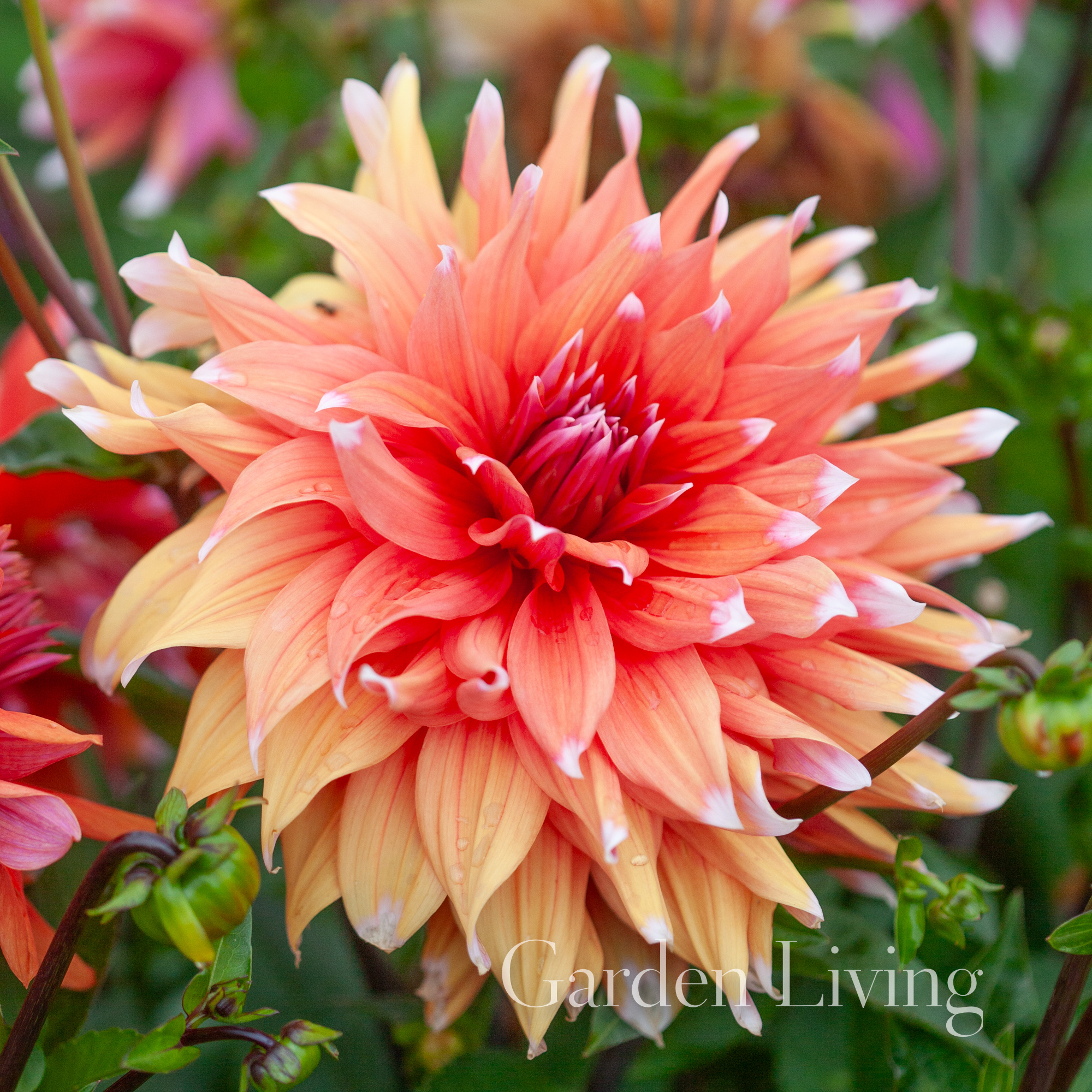 Georgine 'Colour Spectacle' - Dahlia x cultorum, 1 stk. - Garden Living