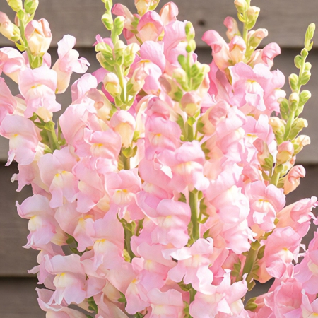 Løvemunn 'Costa Light Rose' F1 - Antirrhinum majus - Garden Living