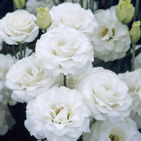 Lisianthus 'Croma Silky White' F1 - Eustomia grandiflora - Garden Living