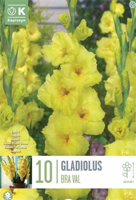 Gladiol 'Bra Val' - Gladiolus, 10 stk. - Garden Living
