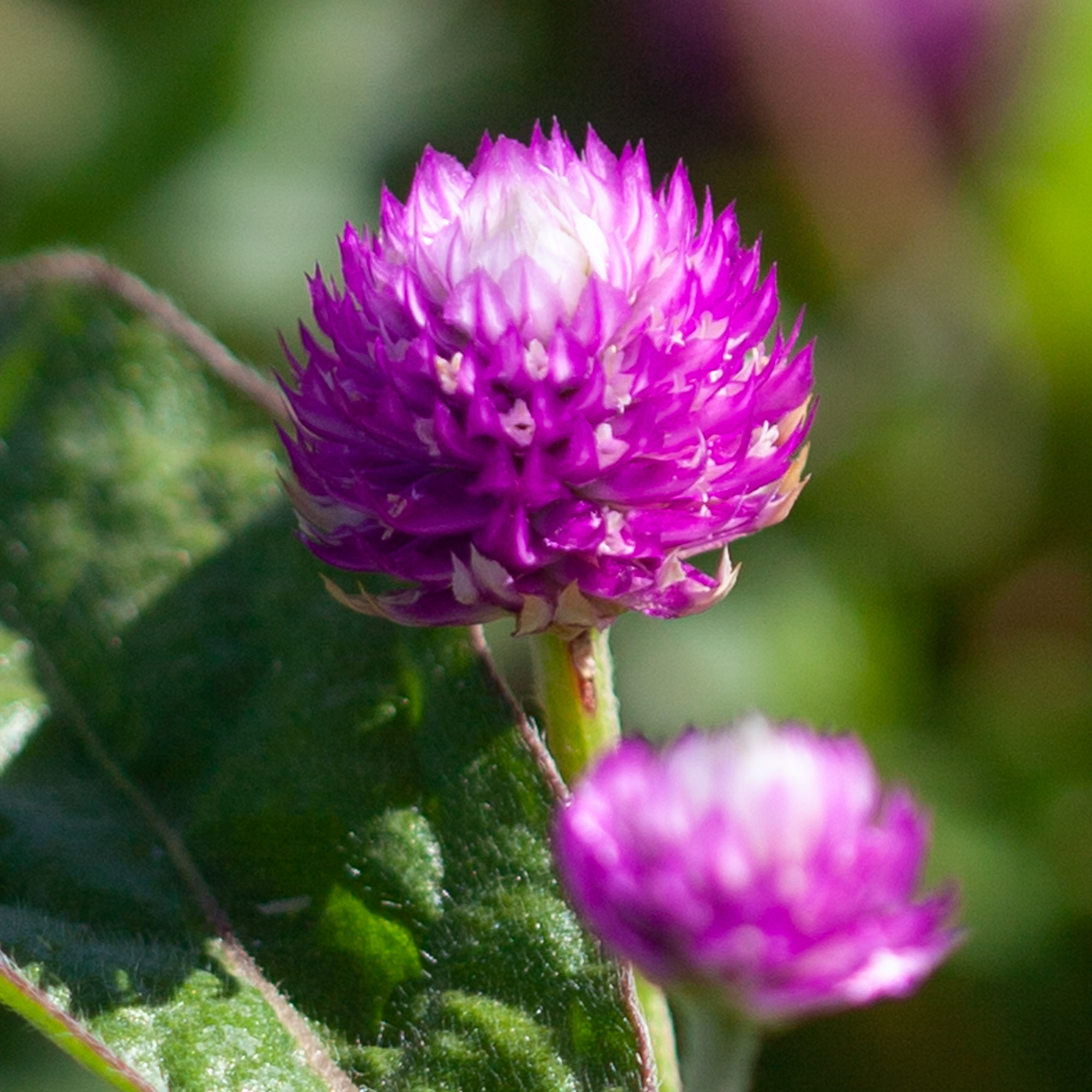 Kuleamarant 'Atomic Purple' - Gomphrena globosa - Garden Living