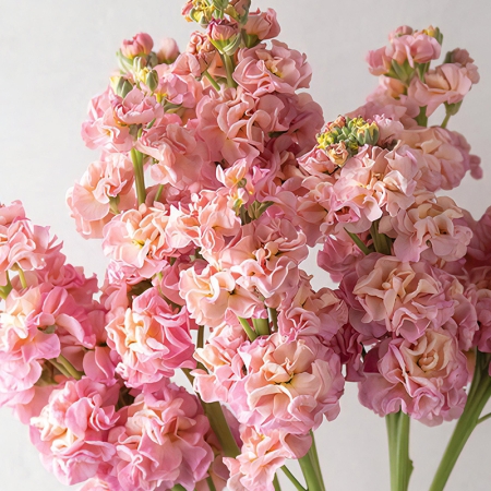 Levkøy 'Stox Romance Champagne' - Matthiola incana - Garden Living