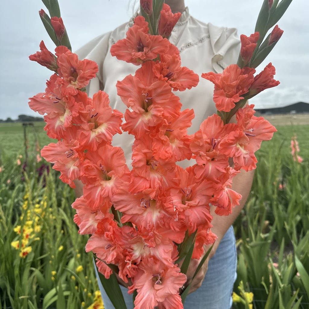 Gladiol 'Ted's Frizzle' - Gladiolus, 10 stk. - Garden Living