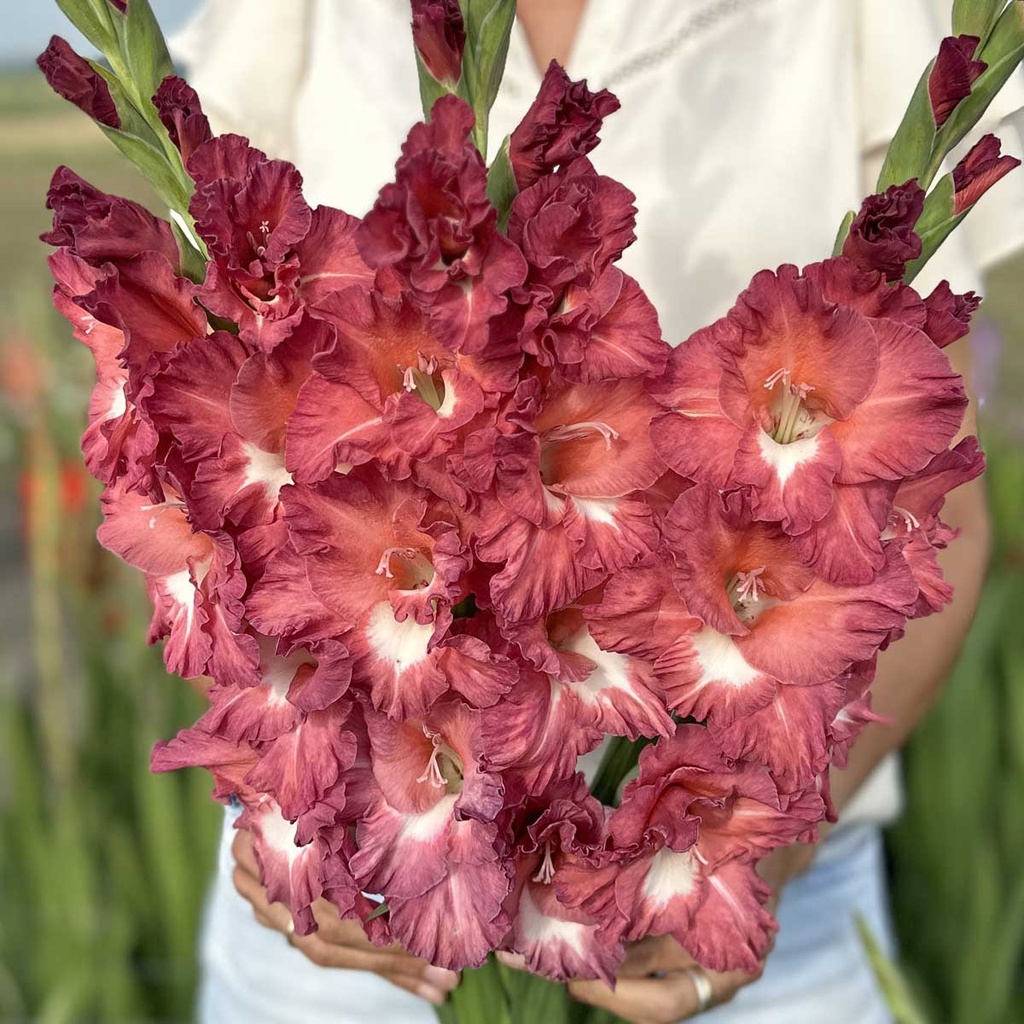 Gladiol 'Tiramisu' - Gladiolus, 10 stk. - Garden Living