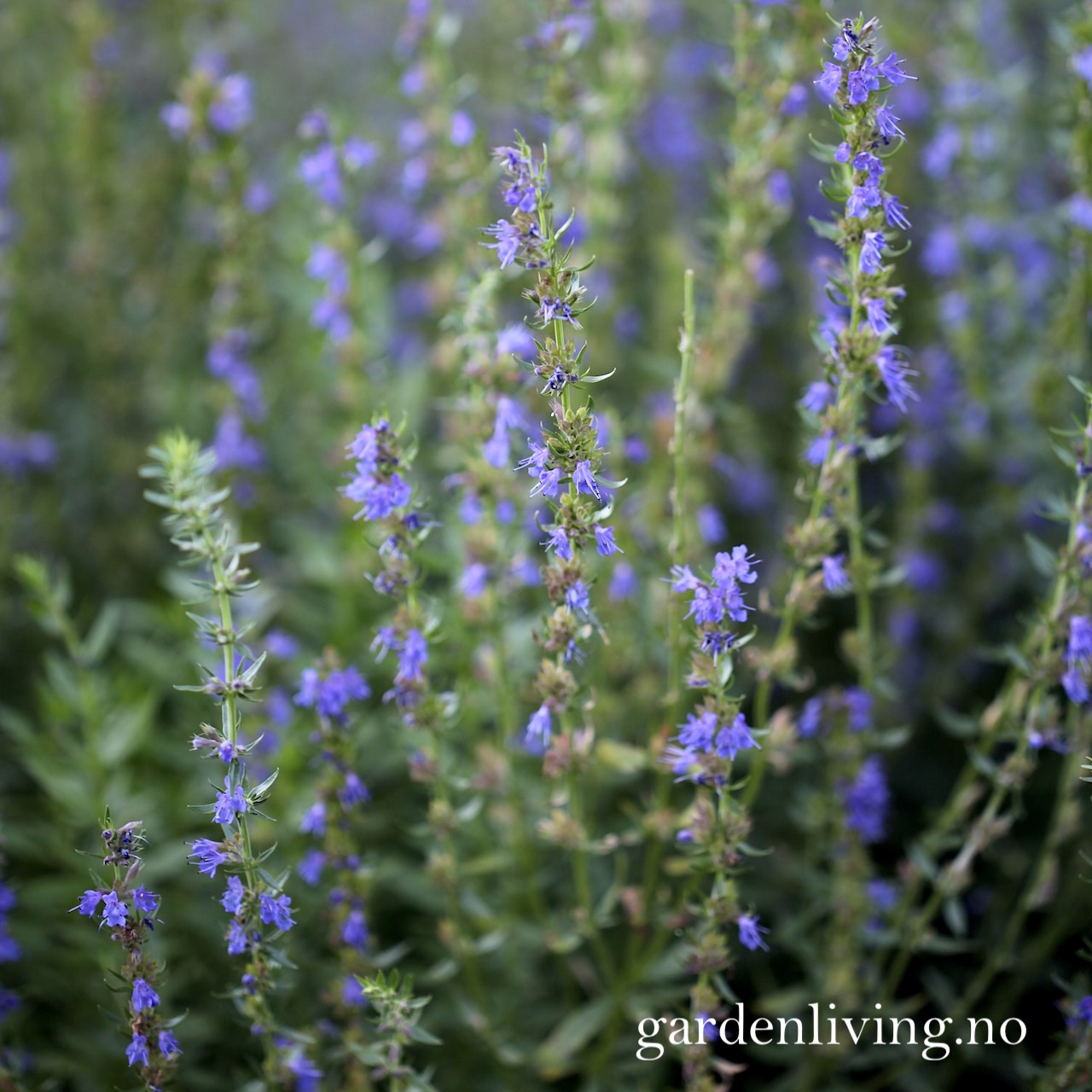 Isop 'Caeruleus' - Hyssopus officinalis - Garden Living