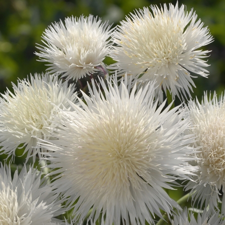 Sommerknoppurt 'The Bride' - Amberboa muricata - Garden Living